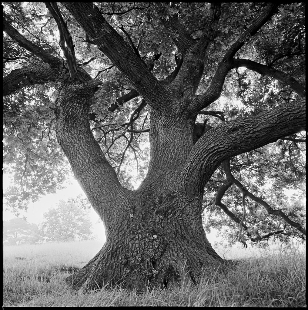 Schärfe-Sensation: SPUR ACUROL-N und Rollei Ortho 25 Rollfilm – SPUR Photo