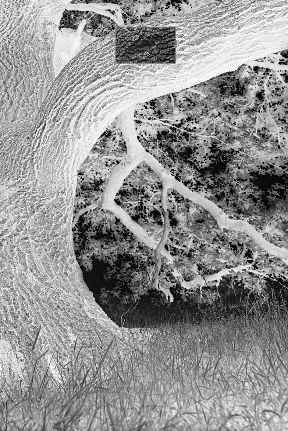 Schärfe-Sensation: SPUR ACUROL-N und Rollei Ortho 25 Rollfilm – SPUR Photo