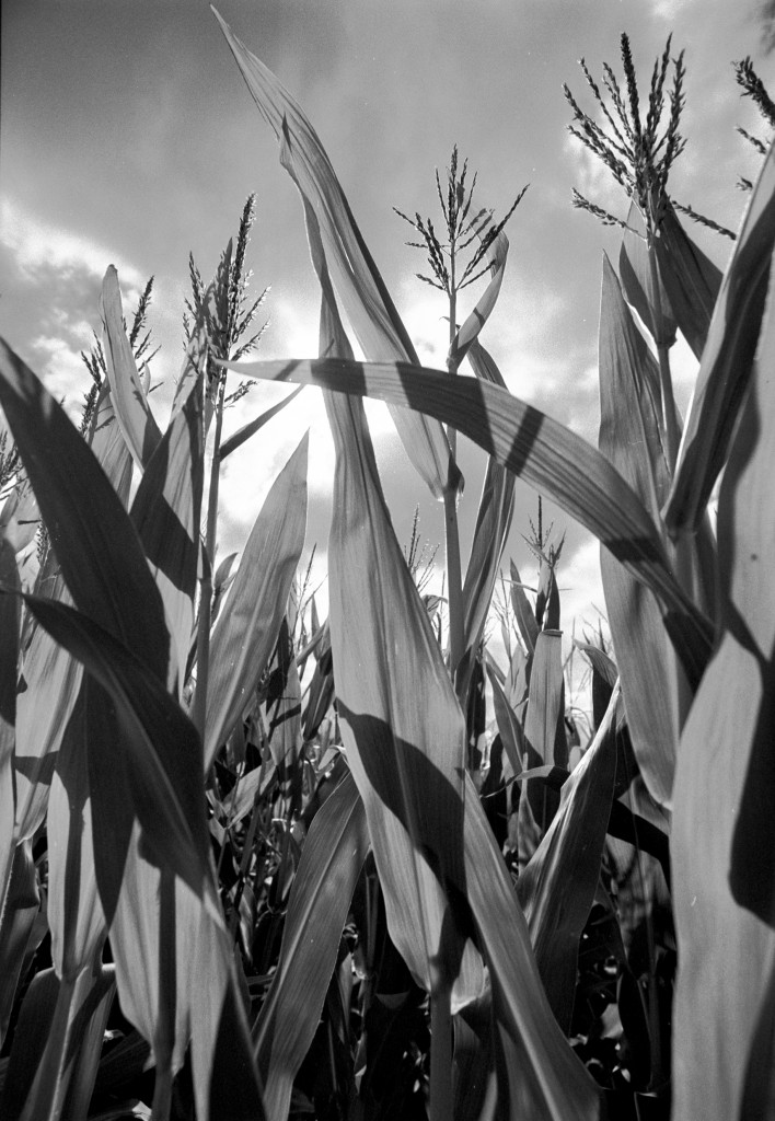 Beispielbild: Agfa APX 100 in SPUR ACUROL-N – SPUR Photo