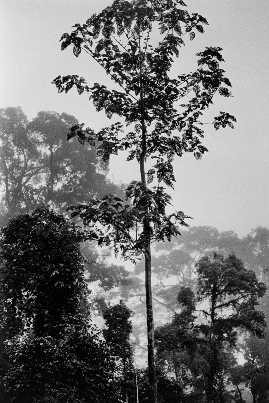 Beispielbilder: Kodak Tri-X 400 @ ISO 320/26° in SPUR ACUROL-N 1+200 ...