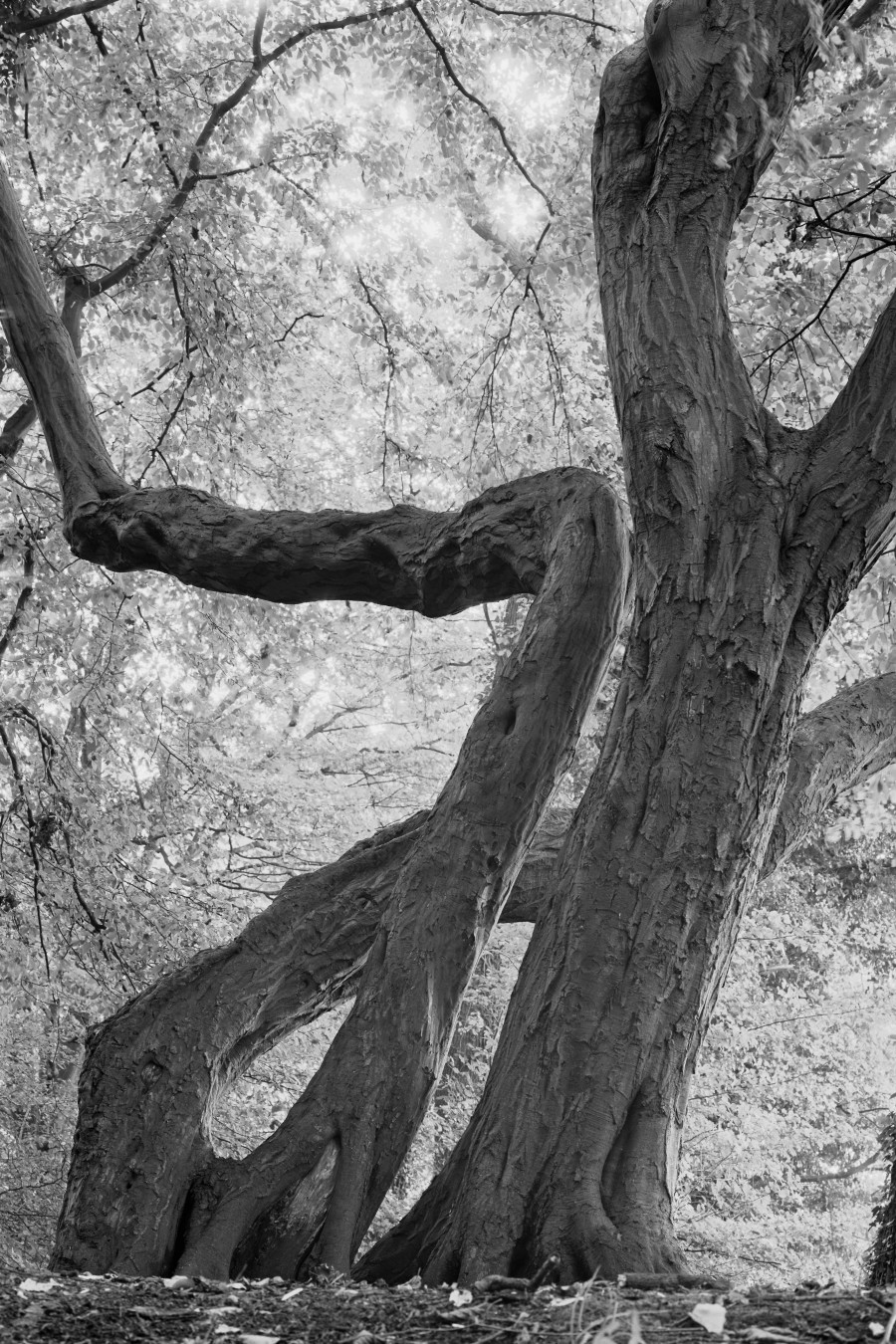 Beispielbilder: SPUR Orthopan UR KB in Nanospeed SL 135 – SPUR Photo